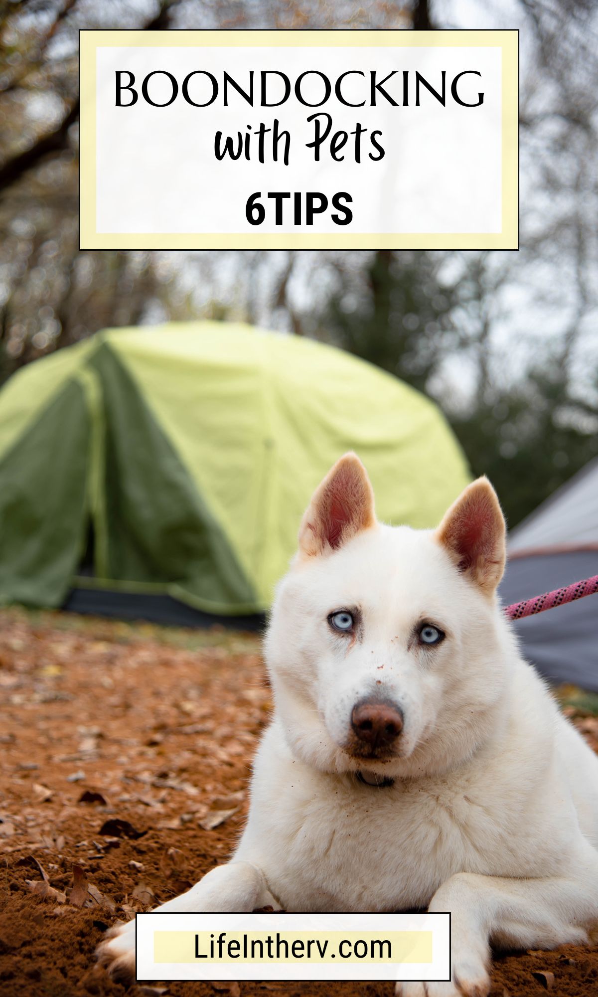 Boondocking with Pets | Life in The RV